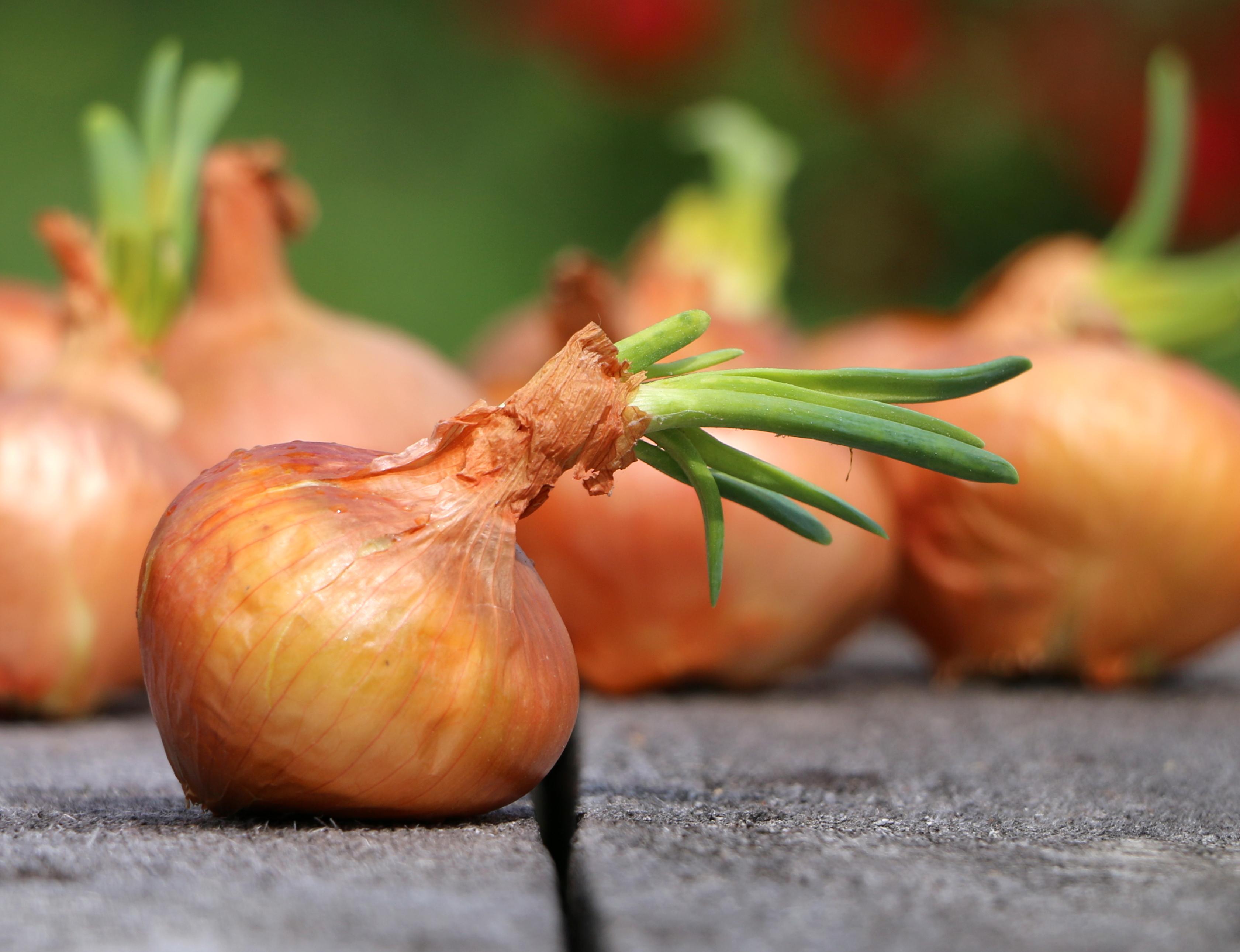 Onions could hold key to fighting antibiotic resistance - Global Health ...