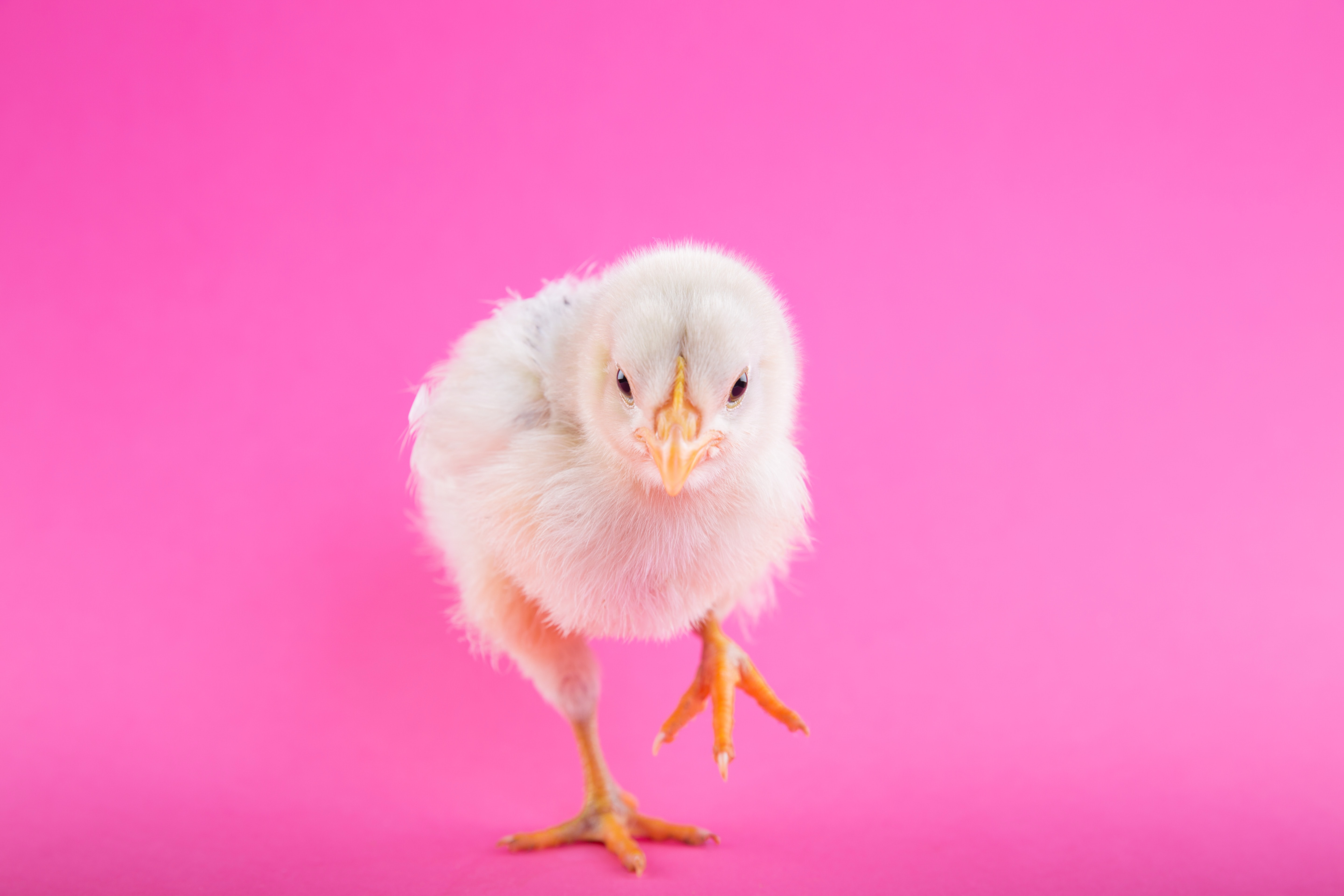 What is animal sentience? - Animal Rights - Issues Online
