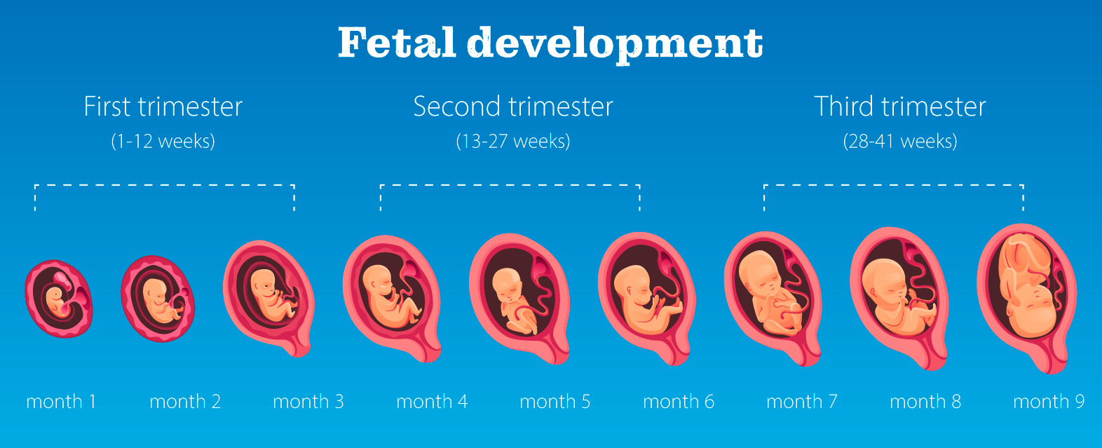 Fetal Development Timeline Pregnancy Issues Online