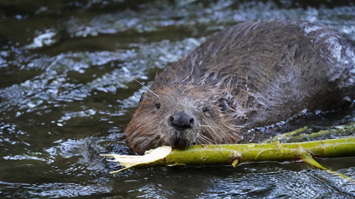 Beavers born in Essex for ‘first time since Middle Ages’ - Endangered ...